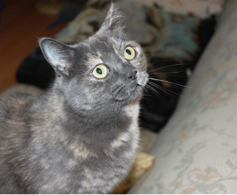 Meet Willow-degriffer/declawed, a Petfinder adoptable Dilute ... Meet Willow-degriffer/declawed, a Petfinder adoptable Dilute ...
