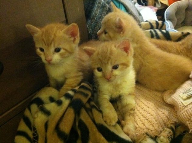 June Is Adopt A Shelter Cat Month! - Cat-Opedia June Is Adopt A Shelter Cat Month! - Cat-Opedia