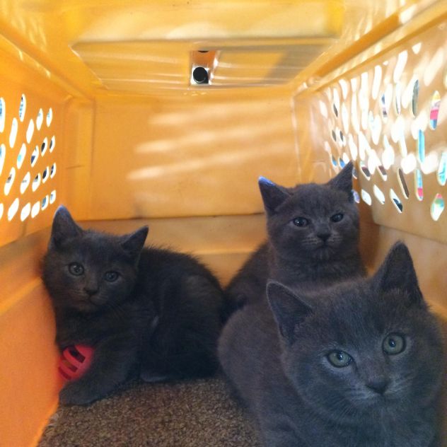 June Is Adopt A Shelter Cat Month! - Cat-Opedia June Is Adopt A Shelter Cat Month! - Cat-Opedia